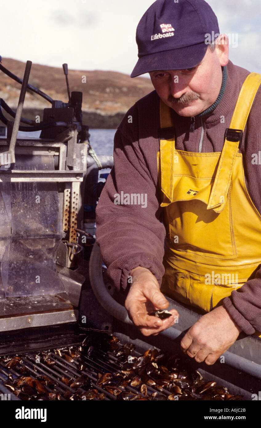 Sorting and grading harvested mussels Stock Photo - Alamy
