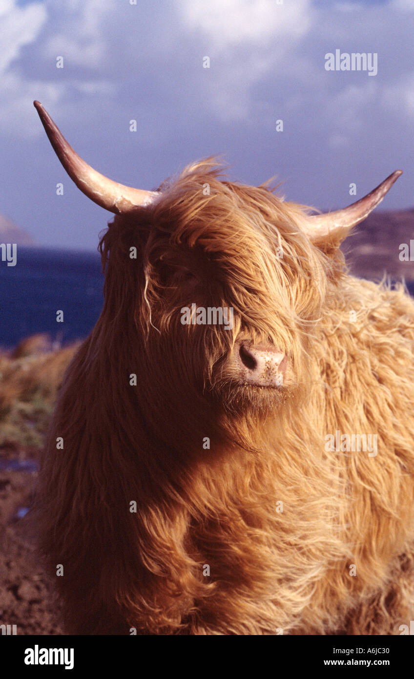 Highland cow on the Isle of Skye Scotland Stock Photo - Alamy