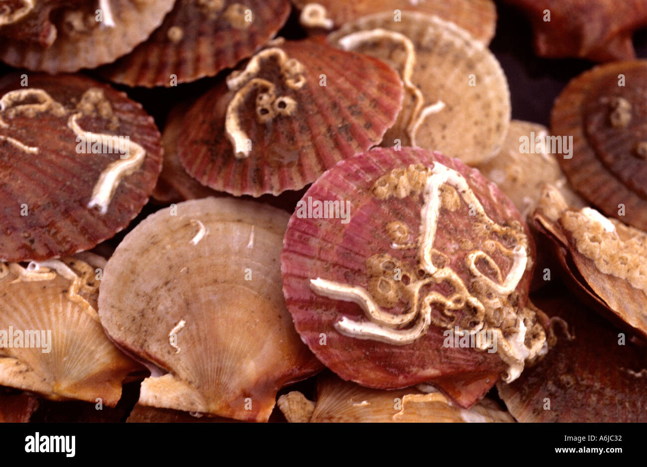 Queen scallops hi-res stock photography and images - Alamy