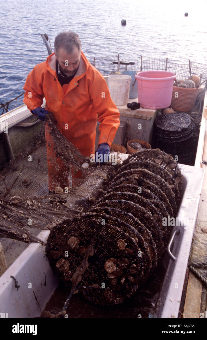 Bringing aboard the lantern nets that the scallops have been grown on ...