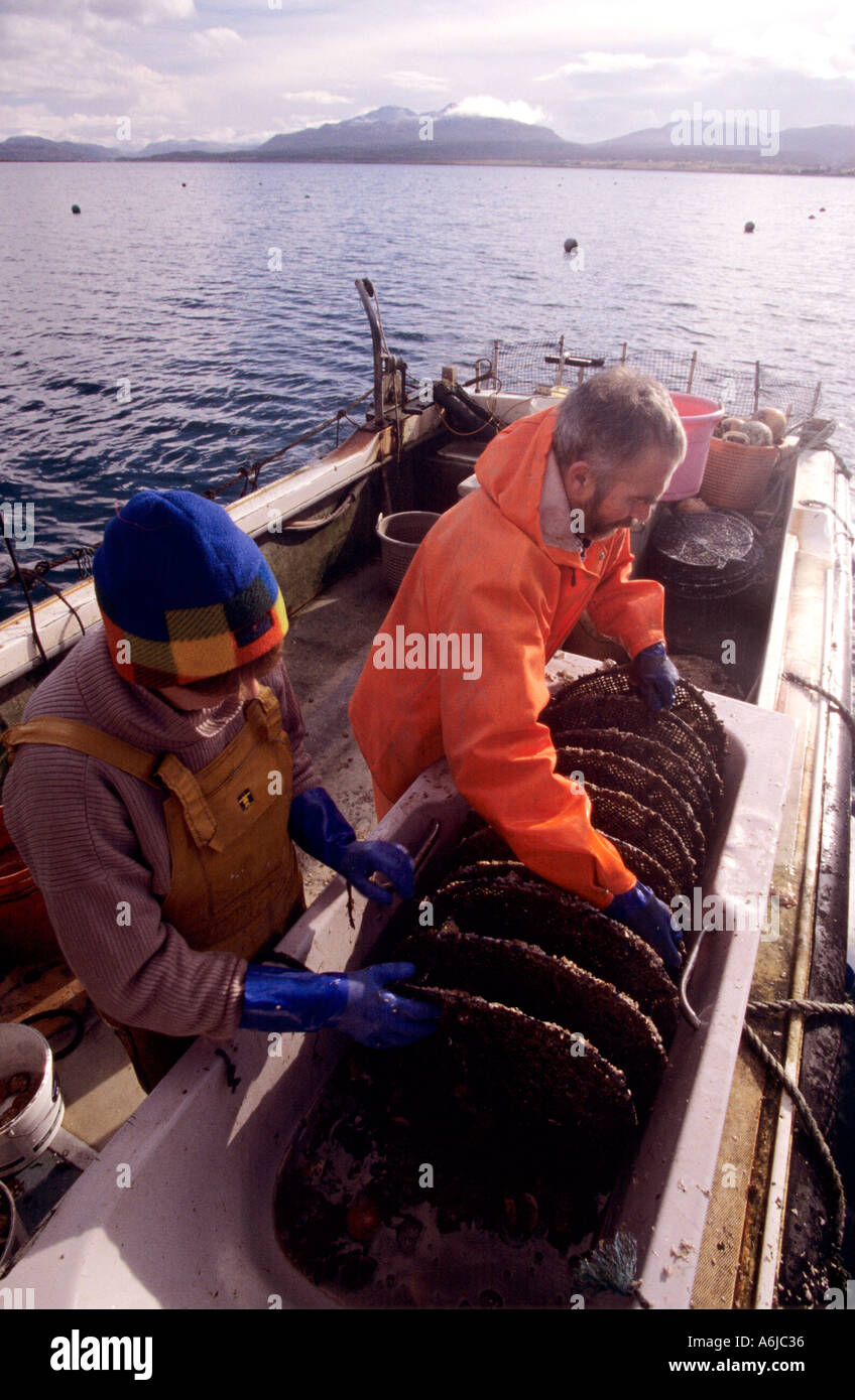 Bringing aboard the lantern nets that the scallops have been grown on ...