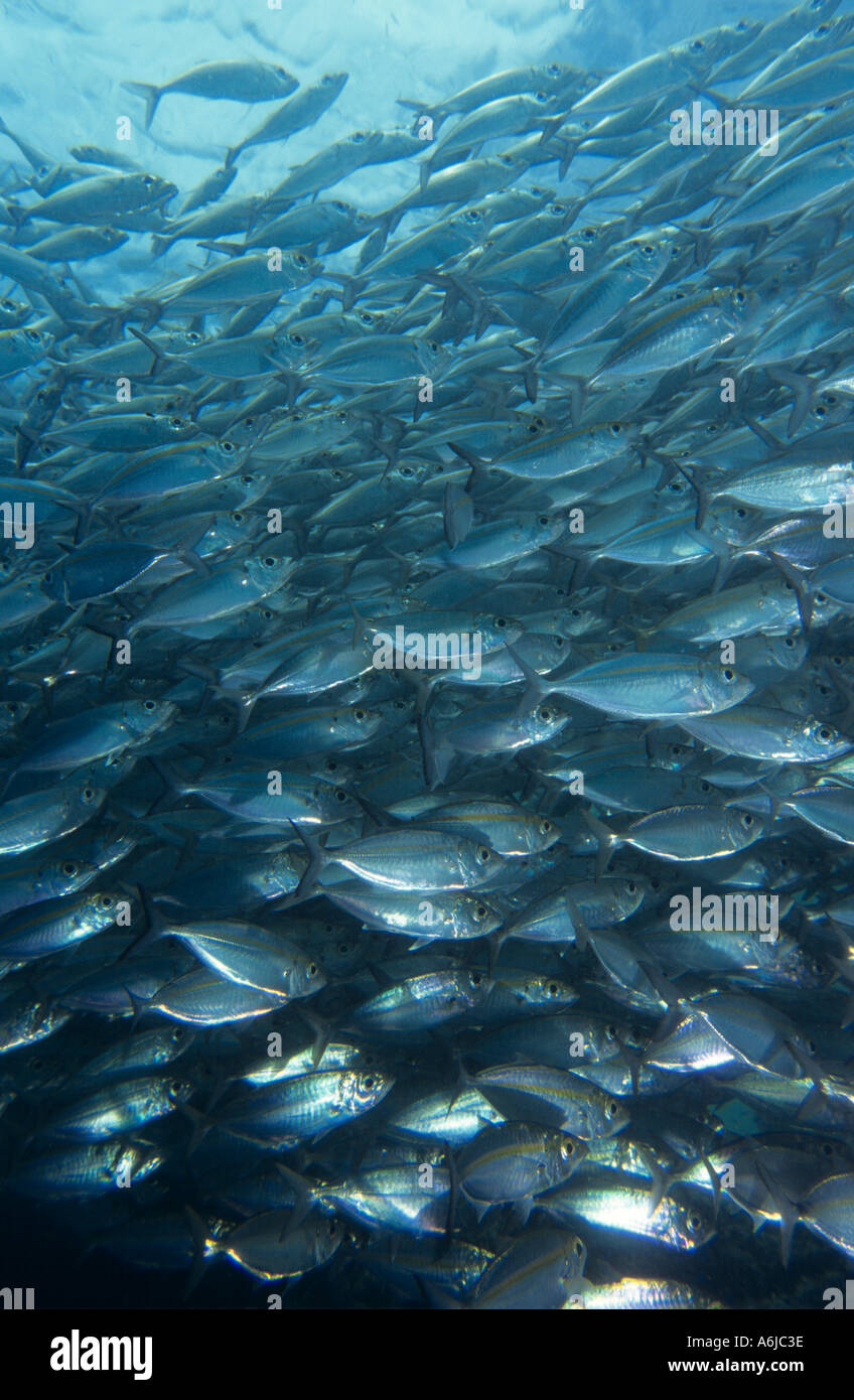 Swirling school of silver fish underwater Stock Photo - Alamy