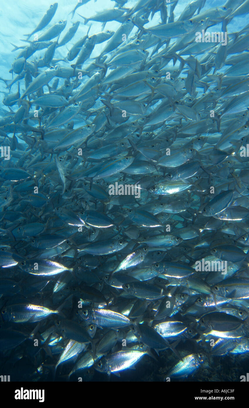 Swirling school of silver fish underwater Stock Photo - Alamy