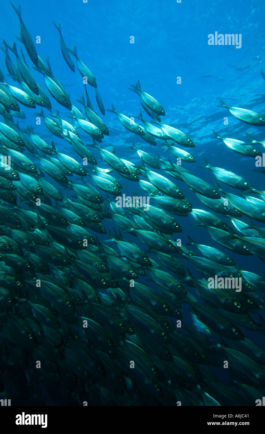 Silver school hi-res stock photography and images - Alamy