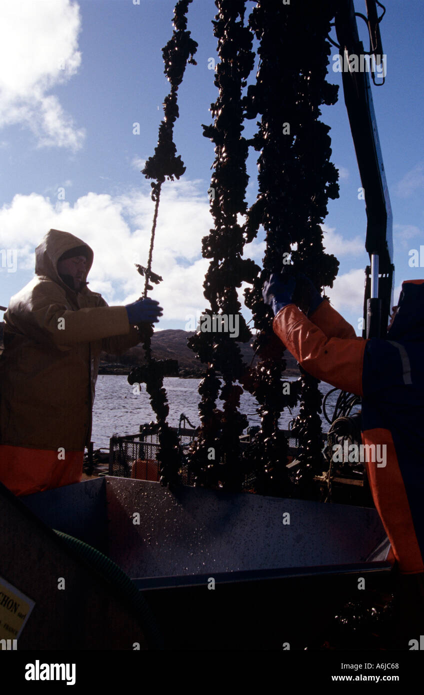 Fisherman harvesting mussel ropes Stock Photo - Alamy
