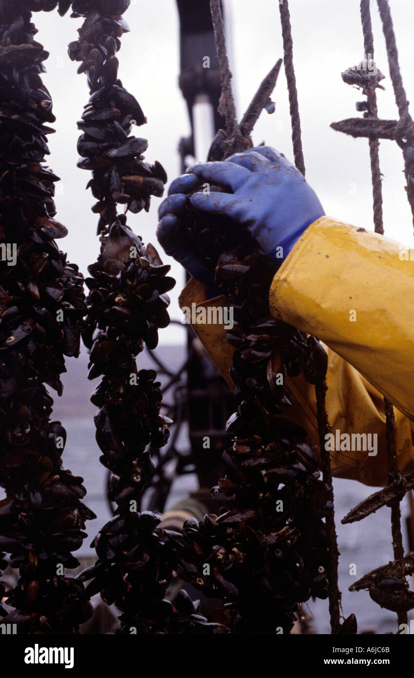 Removing the mussels from the ropes after they are brought aboard Stock ...