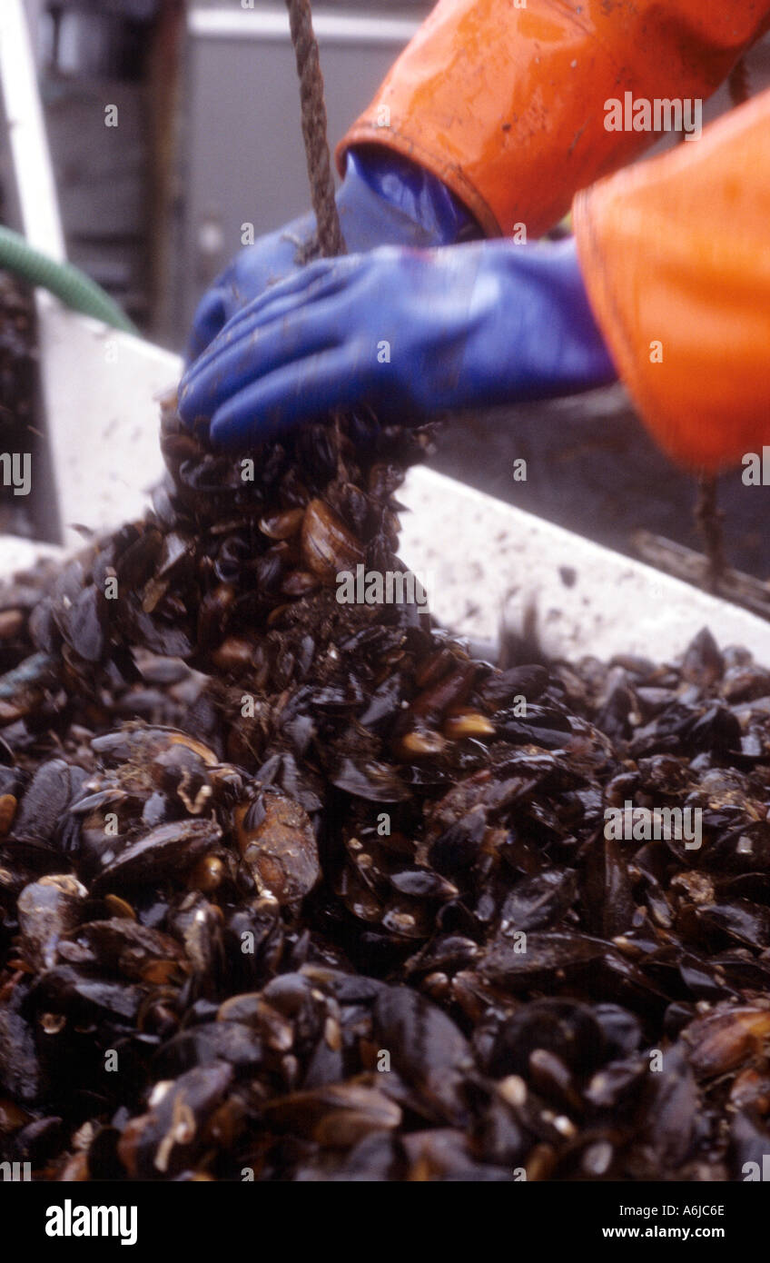 Removing the mussels from the ropes after they are brought aboard Stock ...