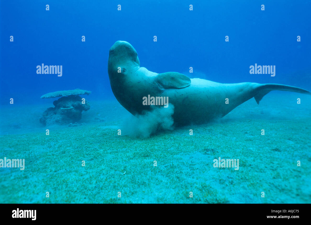 Dugong endangered marine mammal scratching itself on coral to remove ...