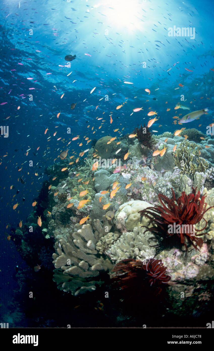 Great barrier reef orange fish hi-res stock photography and images - Alamy