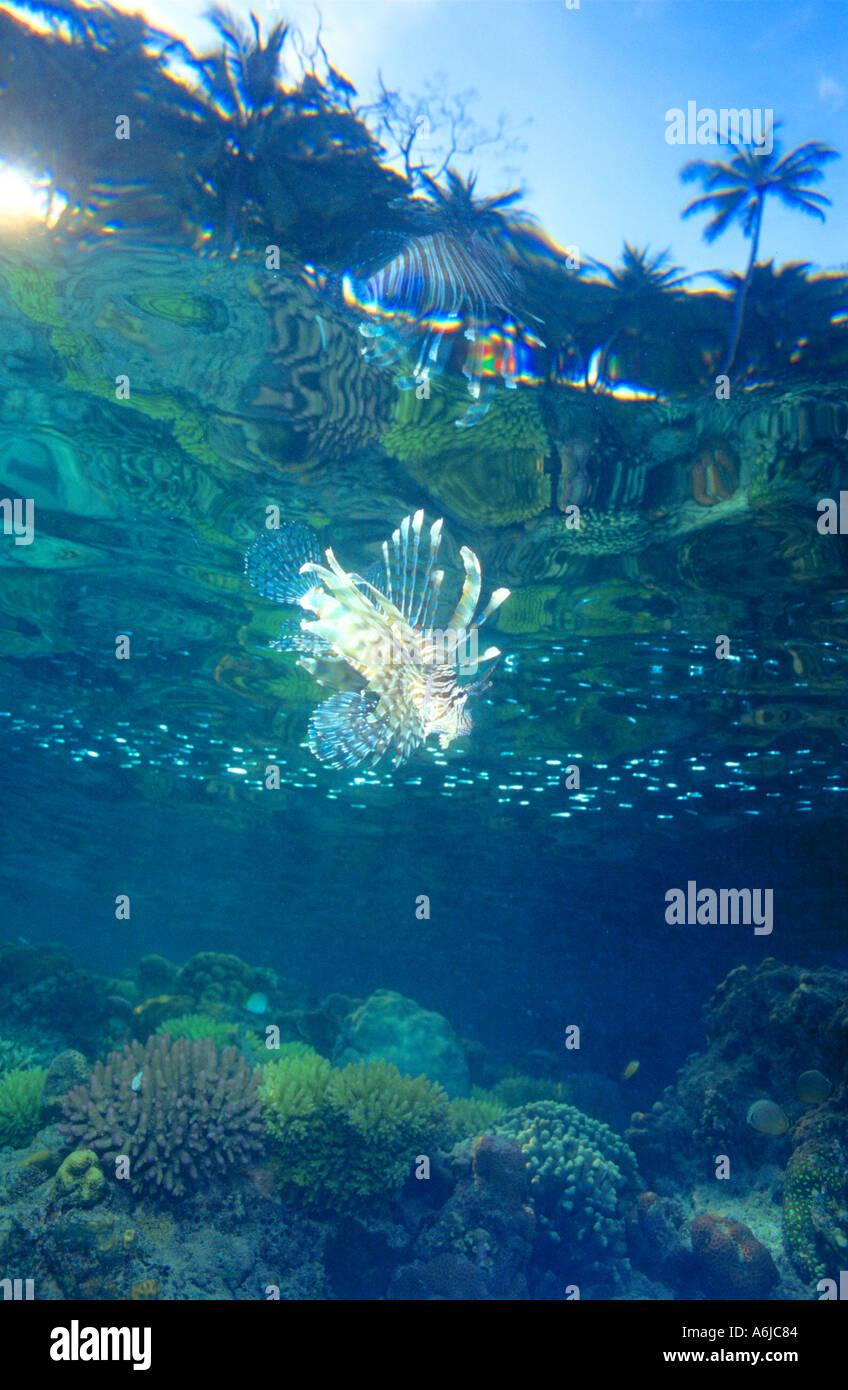 Lionfish hunts tiny baitfish at dawn and dusk Stock Photo - Alamy