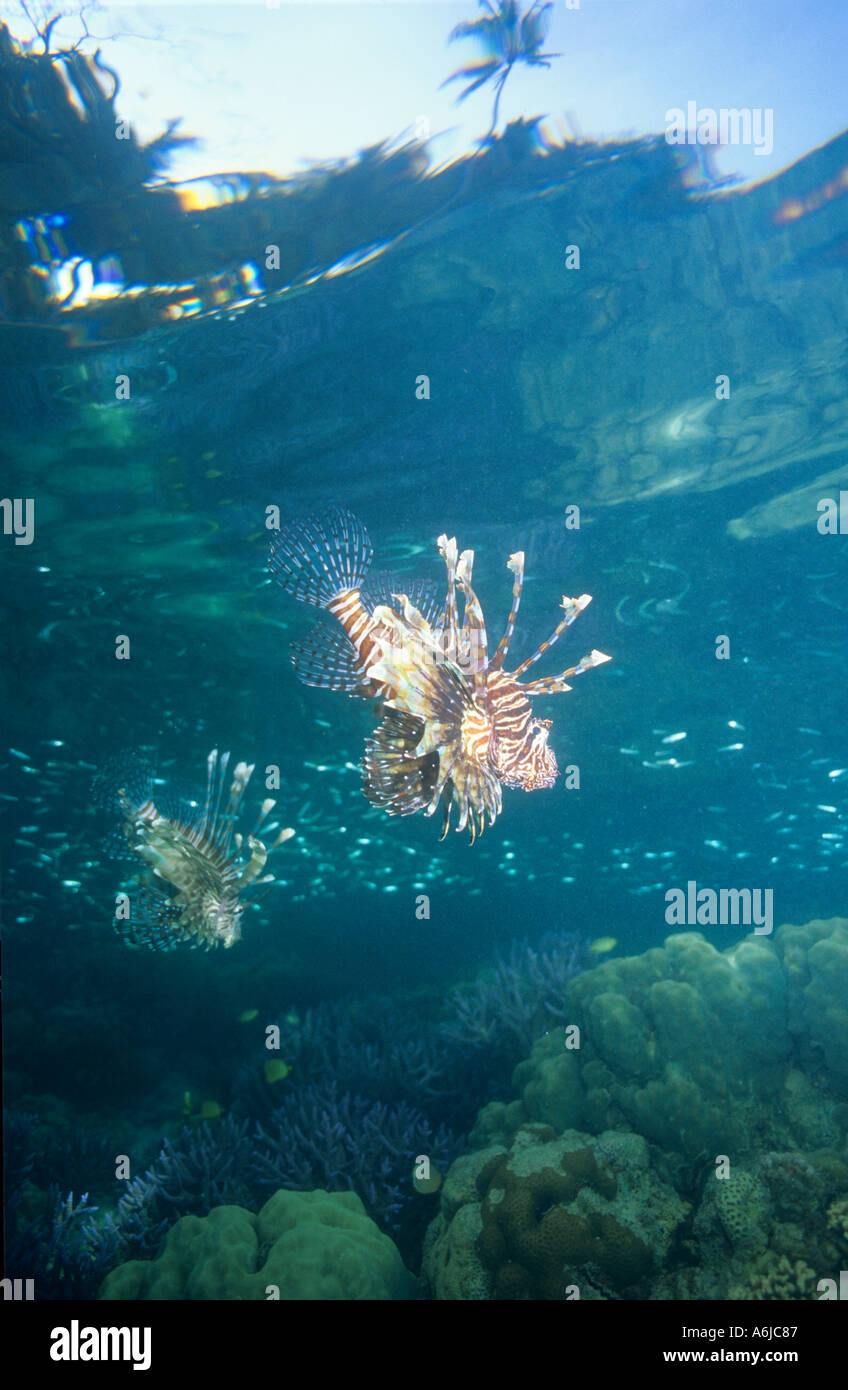 Lionfish hunts tiny baitfish at dawn and dusk Stock Photo - Alamy