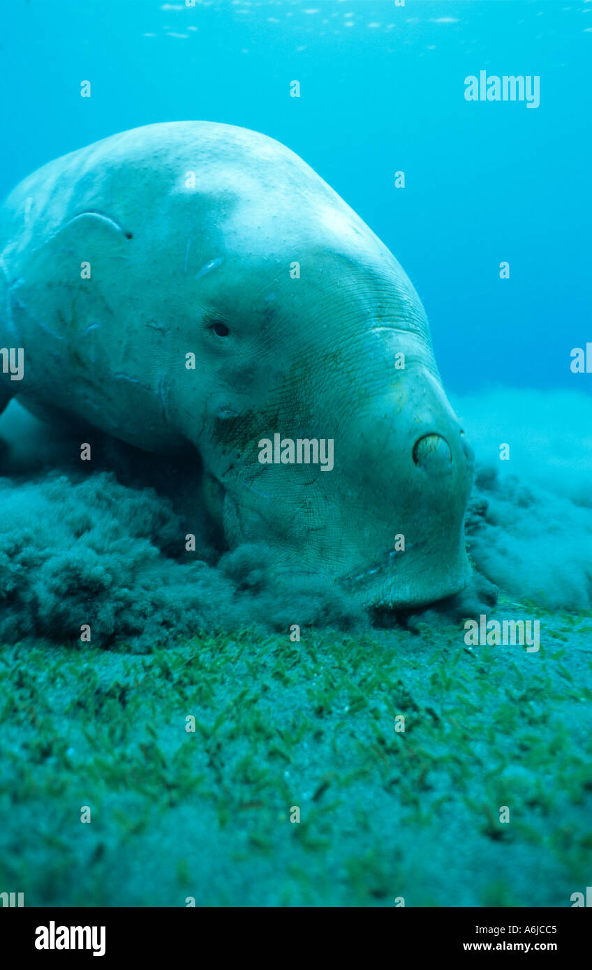 Dugong endangered marine mammal occurs in the Indo Pacific oceans ...
