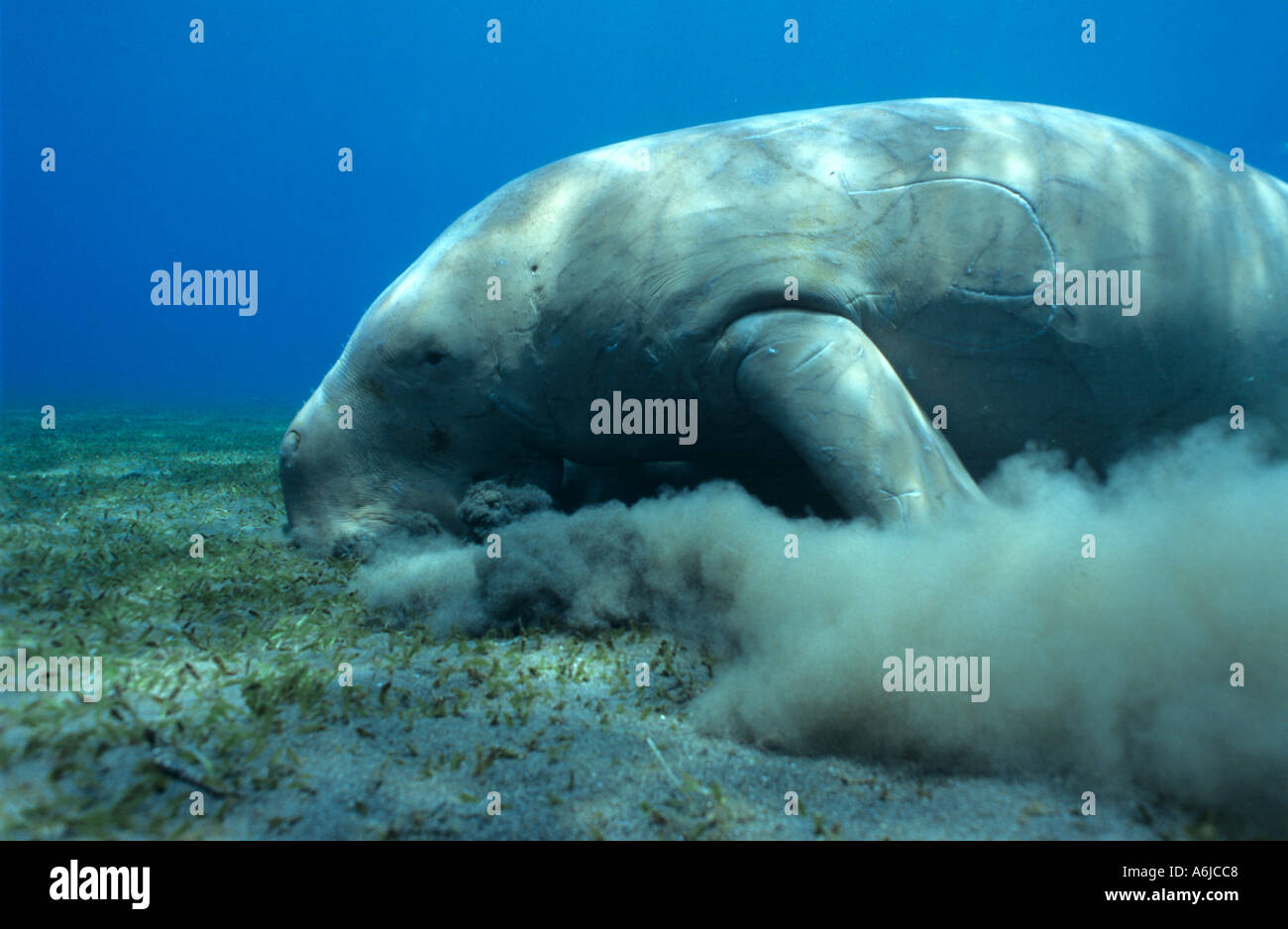 Dugong endangered marine mammal occurs in the Indo Pacific oceans ...