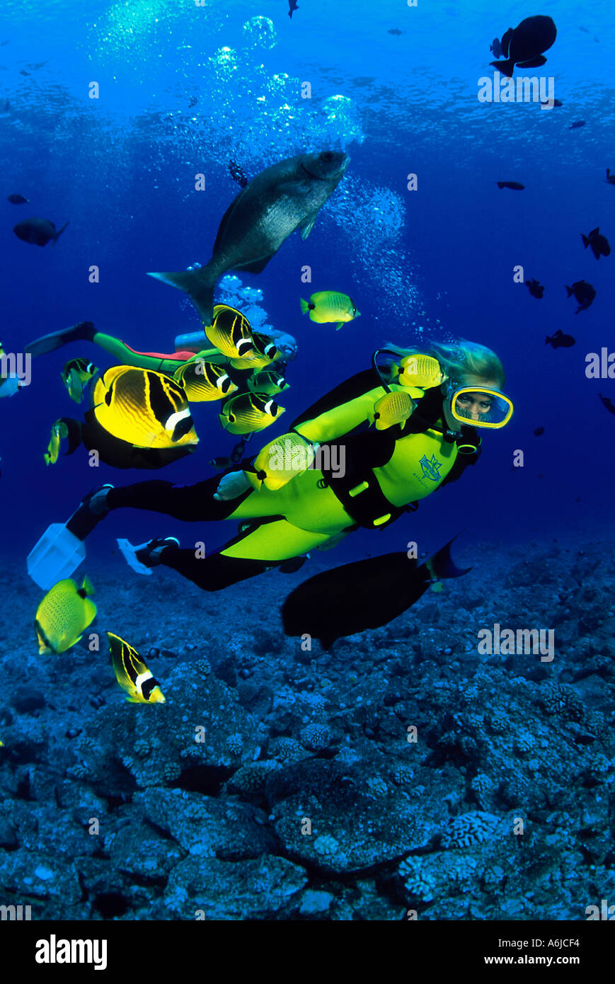 COUPLE, RACCOON BUTTERFLYFISH Chaetodon lunula AND REEF FISH. HAWAII ...