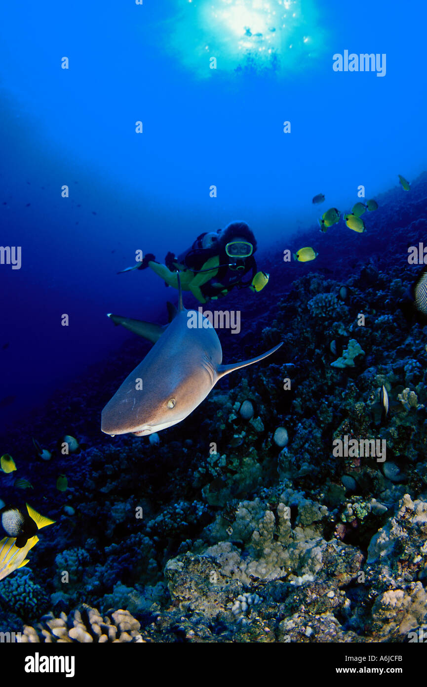Laurel reef hi-res stock photography and images - Alamy