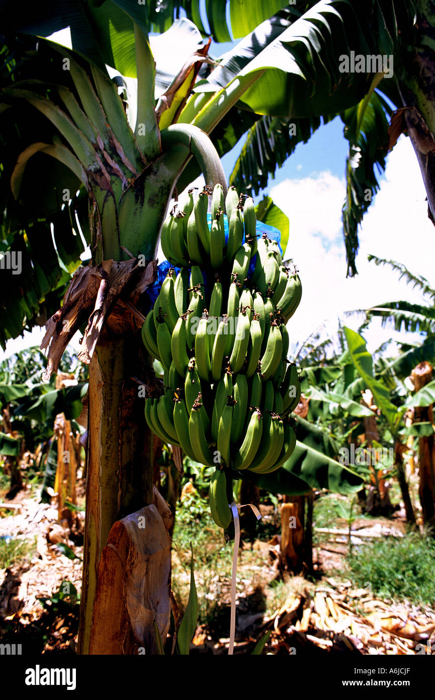 Caribbean Martinique Banana trees Stock Photo - Alamy