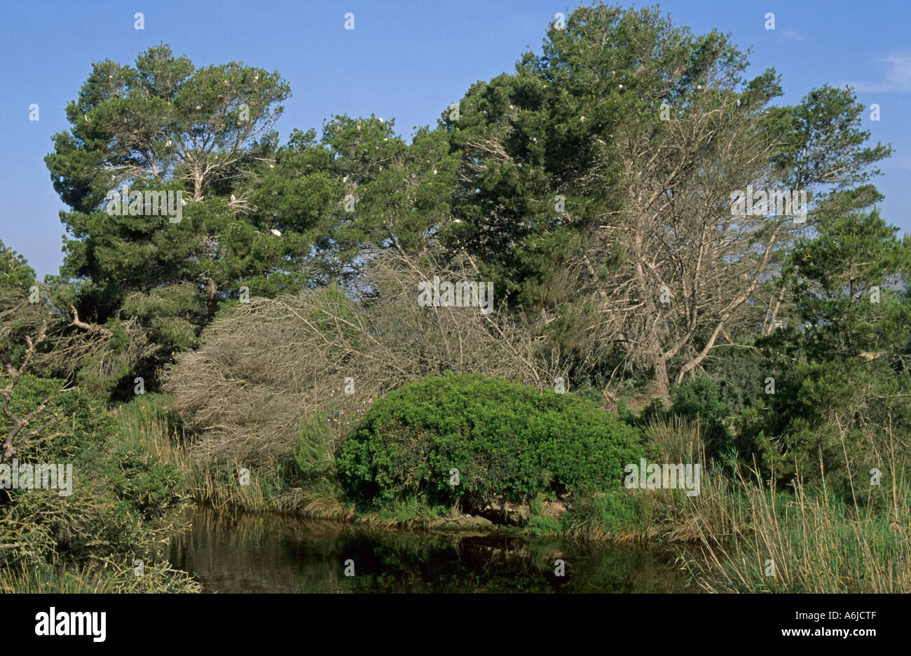 aleppo pine (Pinus halepensis), shore vegetation with a colony of ...