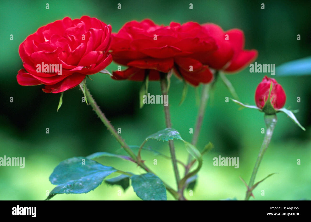 Trio of roses hi-res stock photography and images - Alamy