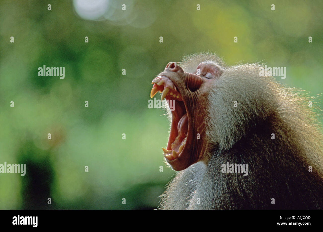 Baboon Aggressive Male Stock Photos & Baboon Aggressive Male Stock ...