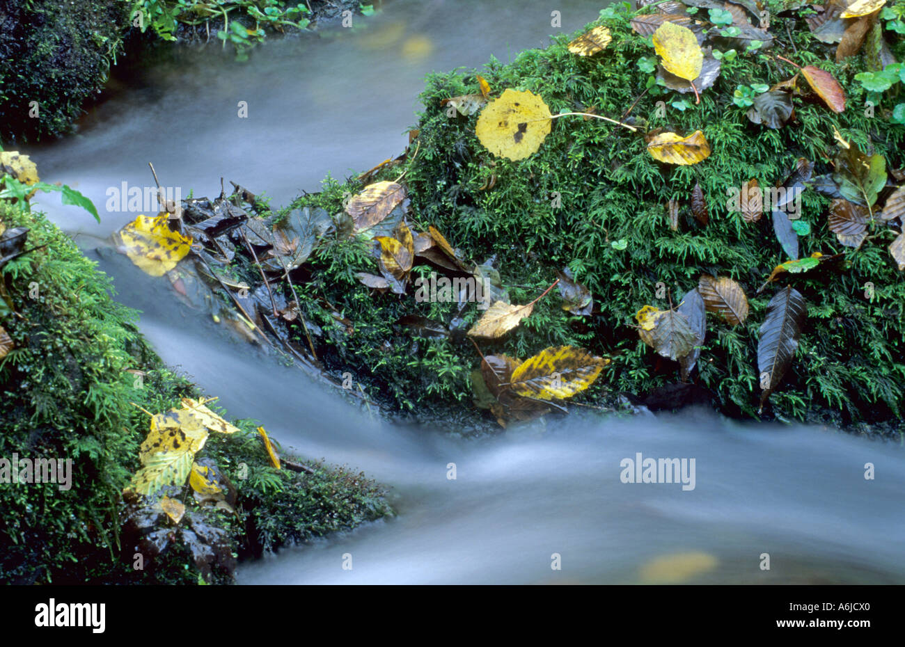 Creek with autumn coloured leaves Stock Photo - Alamy