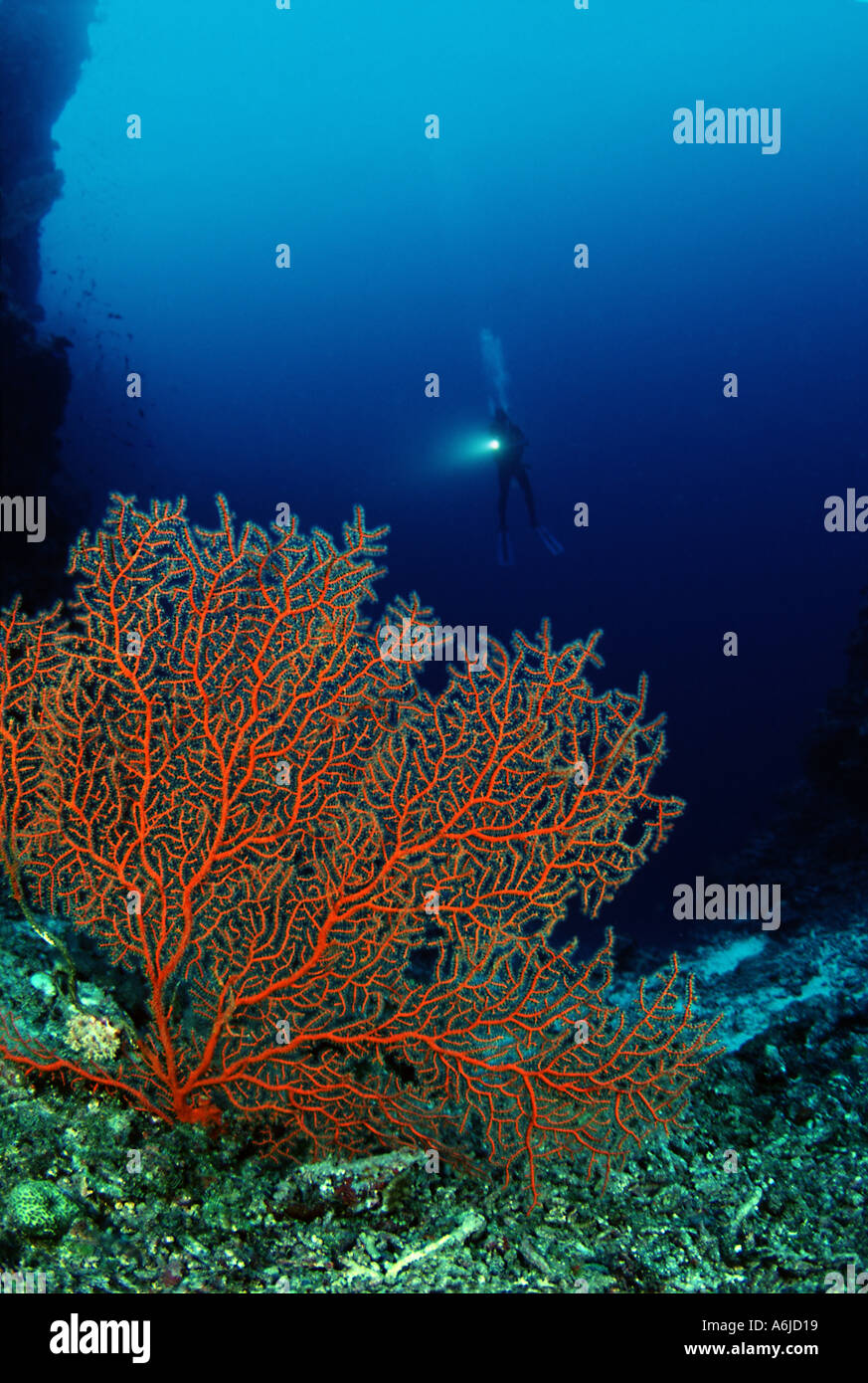 Fan coral hi-res stock photography and images - Alamy