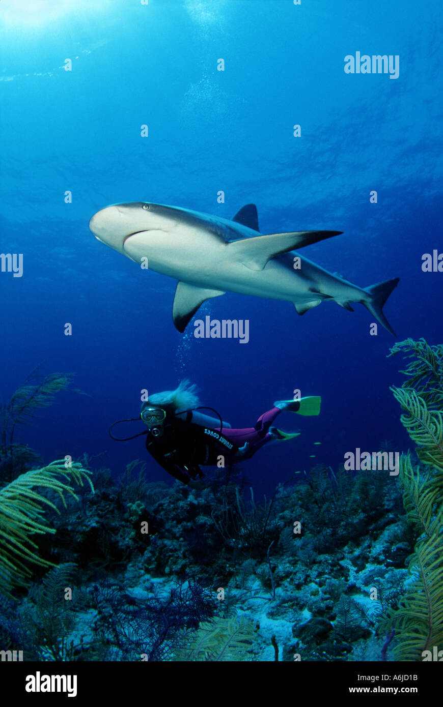 Female diver shark hi-res stock photography and images - Alamy