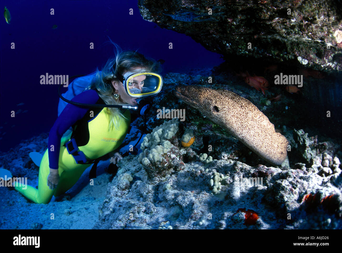 A DIVER GETS A CLOSE LOOK AT A MORAY EEL. HAWAII Stock Photo - Alamy