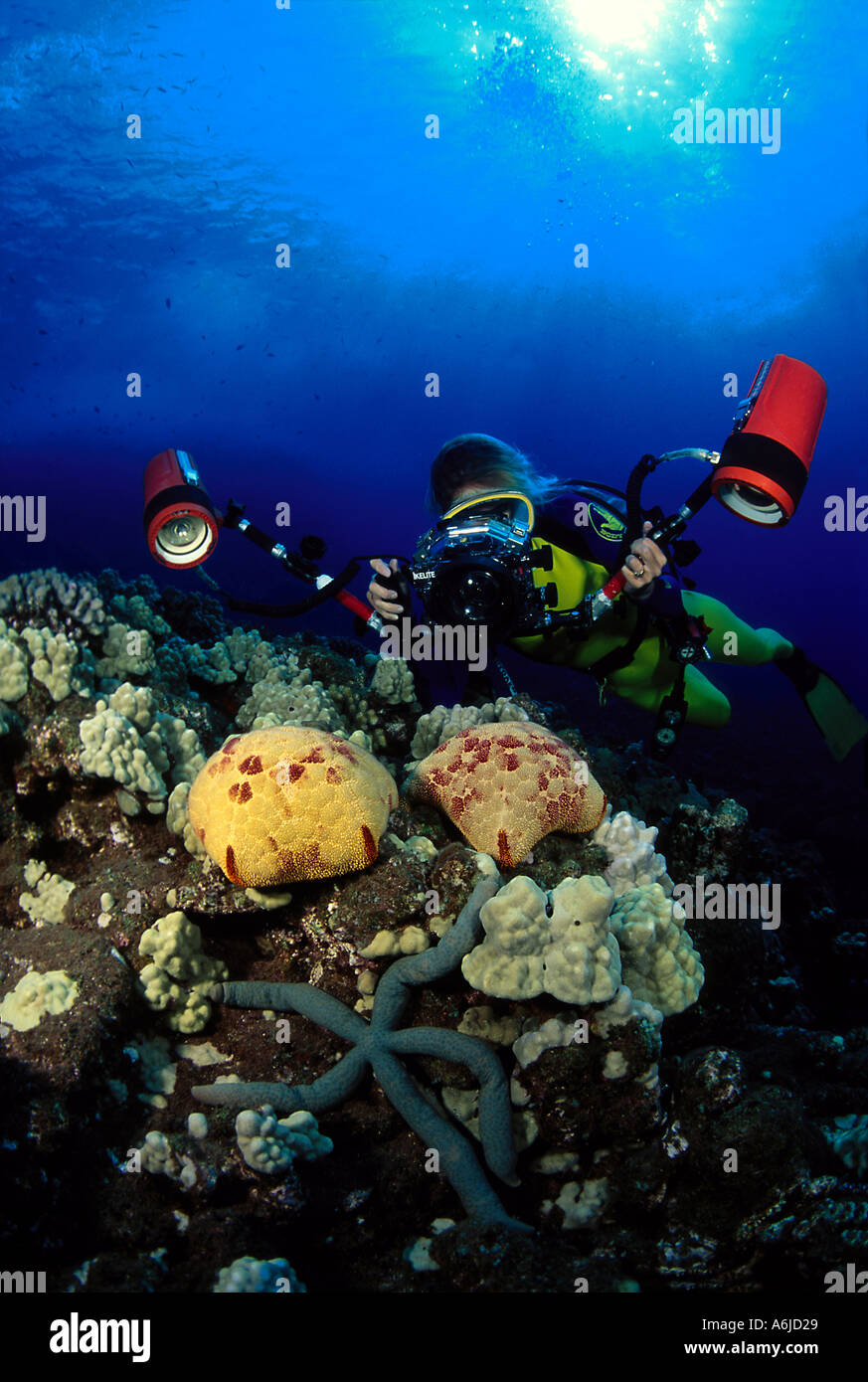 REEF SCENE WITH PHOTOGRAPHER AND STARFISH. HAWAII Stock Photo - Alamy