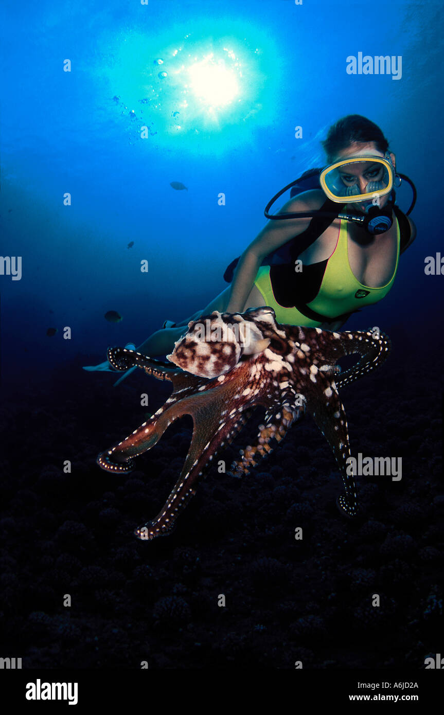 DIVER AND AN OCTOPUS Octopus cyanea HAWAII Stock Photo - Alamy