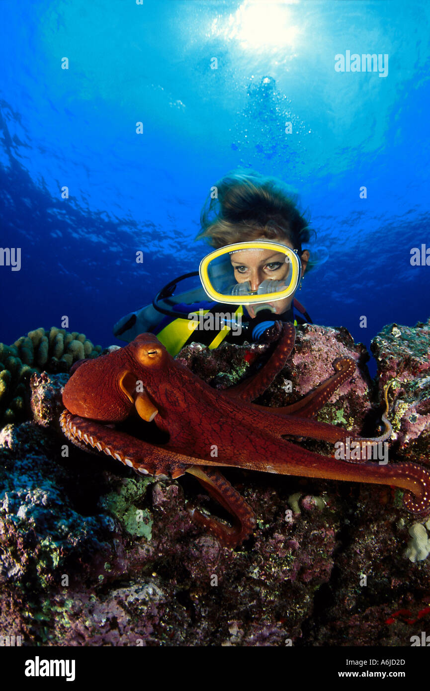 Octopus with female diver hi-res stock photography and images - Alamy