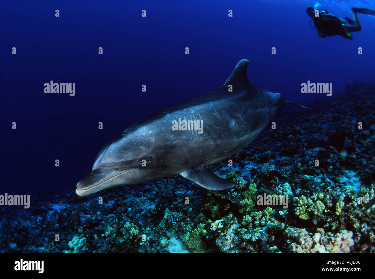 PACIFIC BOTTLENOSE DOLPHIN Tursiops gilli AND DIVER. HAWAII Stock Photo ...