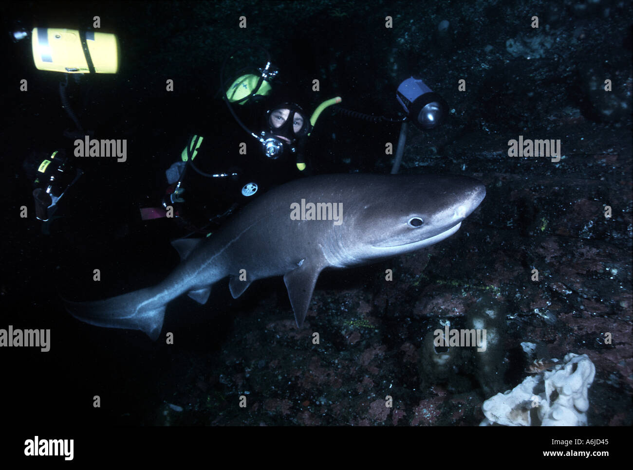 Bigeye Sixgill Shark