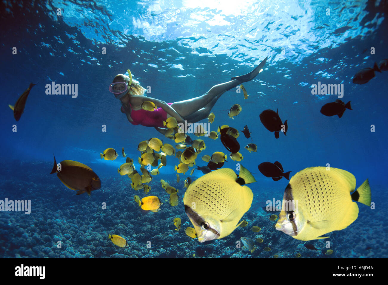 WOMAN FREEDIVING WITH MISCELLANEOUS REEF FISH. HAWAII Stock Photo - Alamy