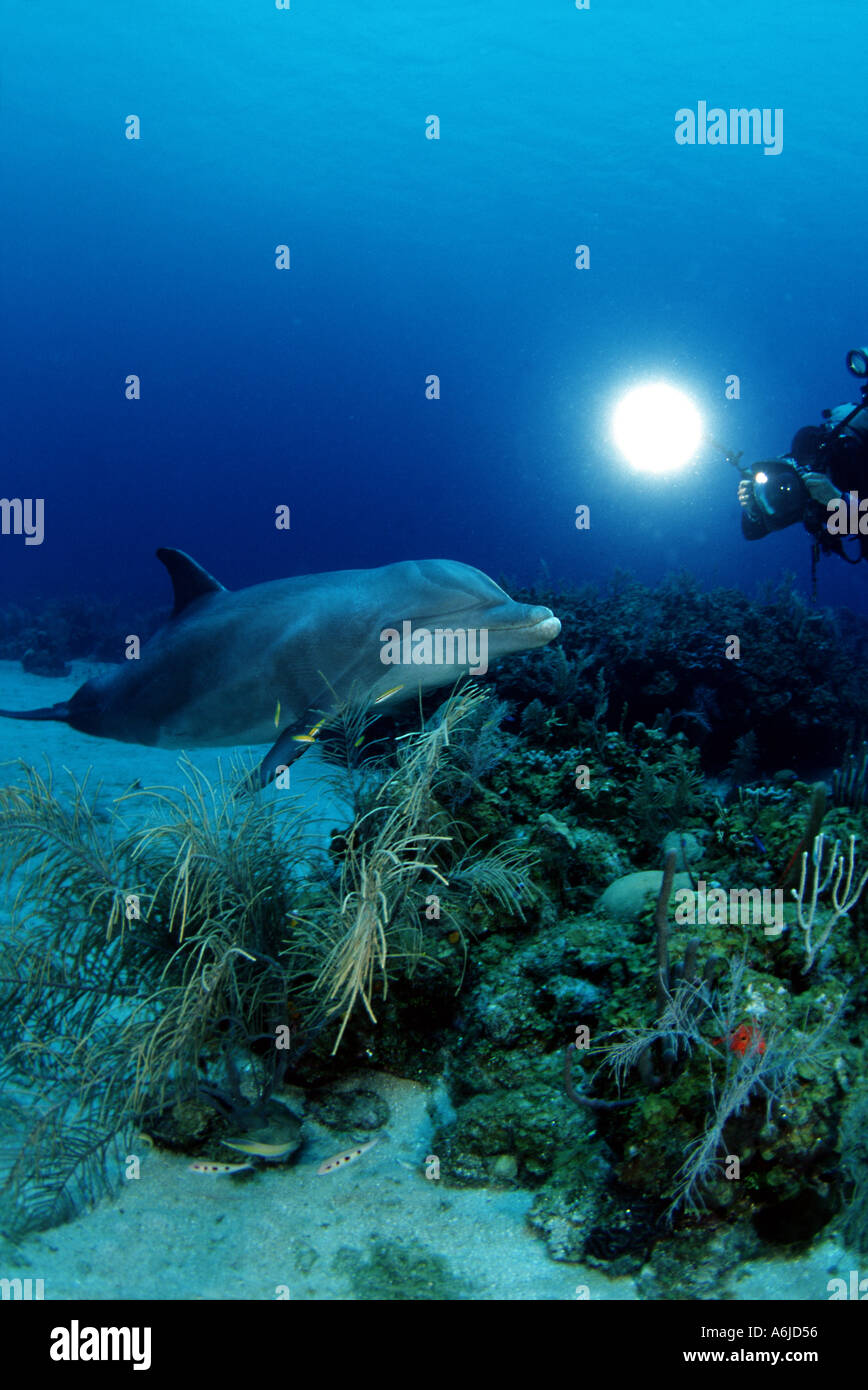 PHOTOGRAPHER AND BOTTLENOSE DOLPHIN Tursiops truncatus ROATAN, HONDURAS ...