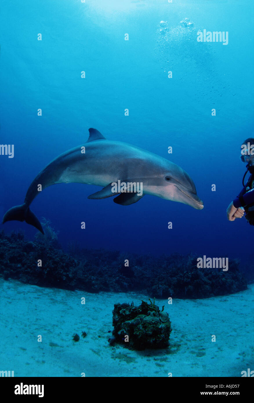 DIVER AND BOTTLENOSE DOLPHIN Tursiops truncatus ROATAN, HONDURAS Stock ...