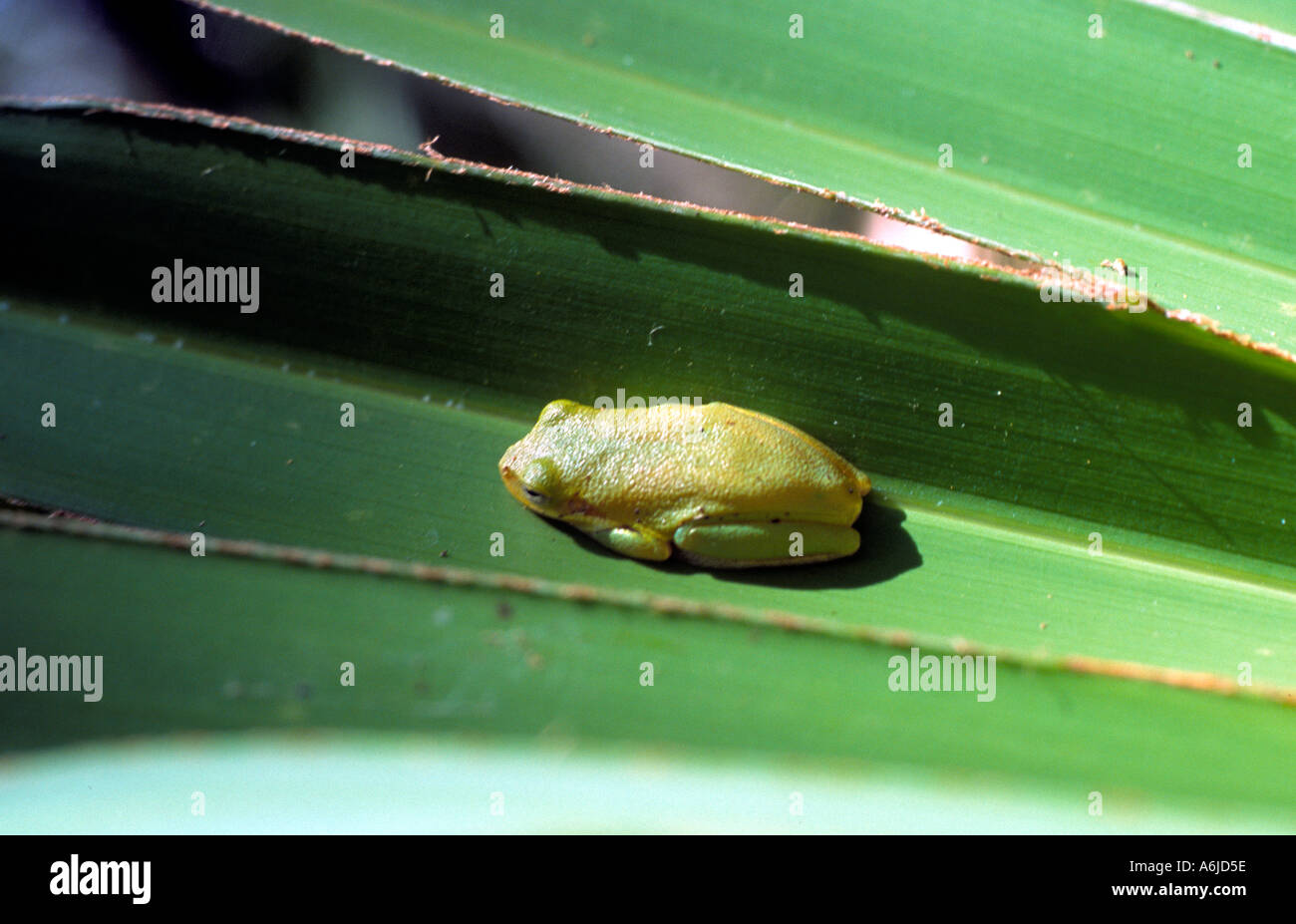 Florida green tree frog resting in the folds of a palmetto leaf Stock ...