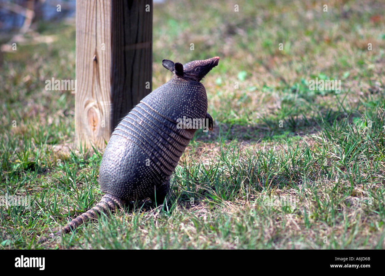 Armadillo standing up and sniffing the air in Florida Stock Photo - Alamy