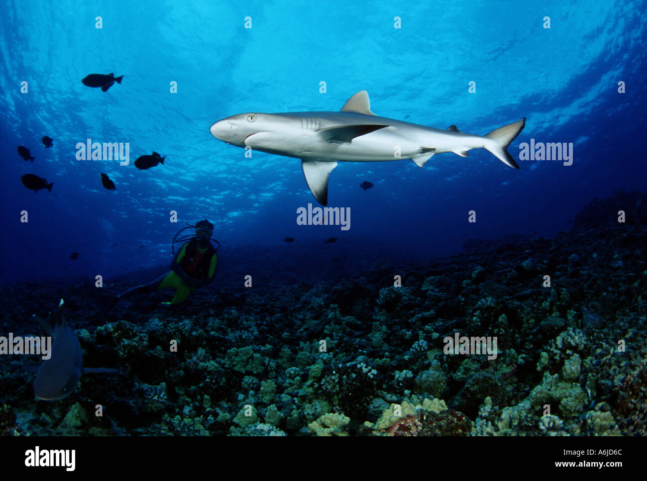 GRAY REEF SHARK Carcharhinus amblyrhynchos AND DIVER. HAWAII Stock ...