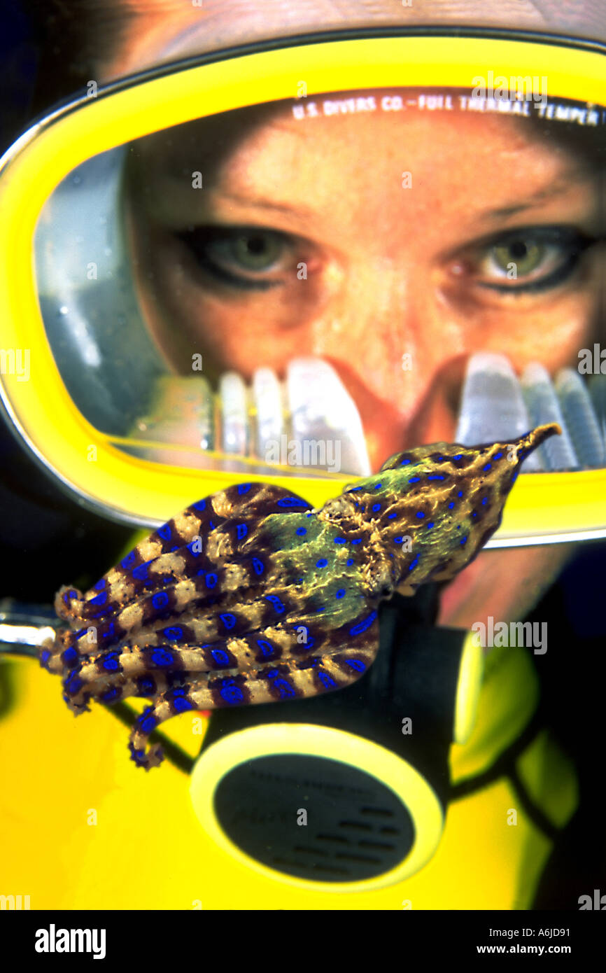 Southern Blue Ring Octopus Hapalochlaena maculosa Spencer Gulf South ...