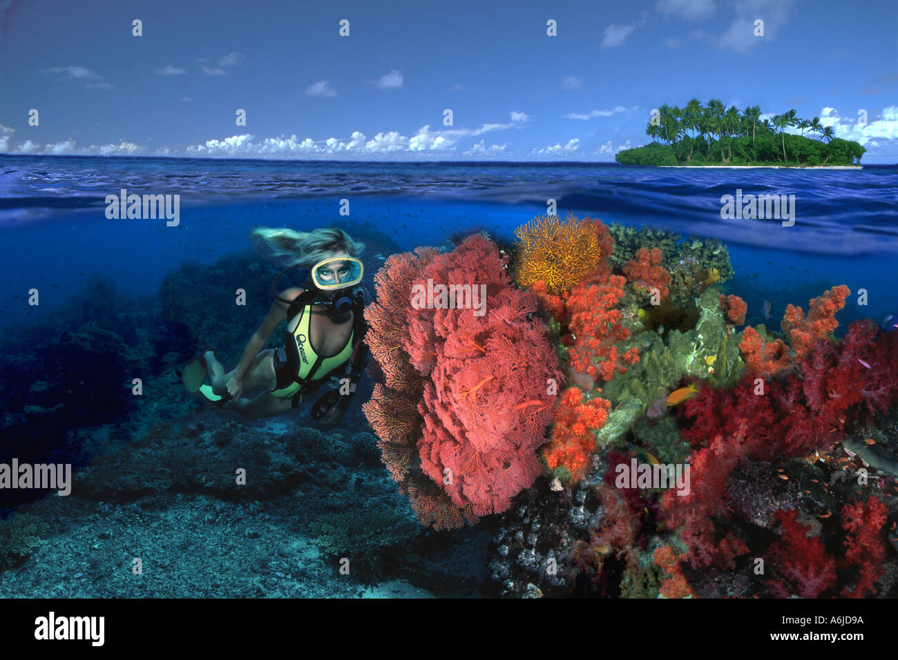 Split reef scene with diver MR Fiji Stock Photo - Alamy