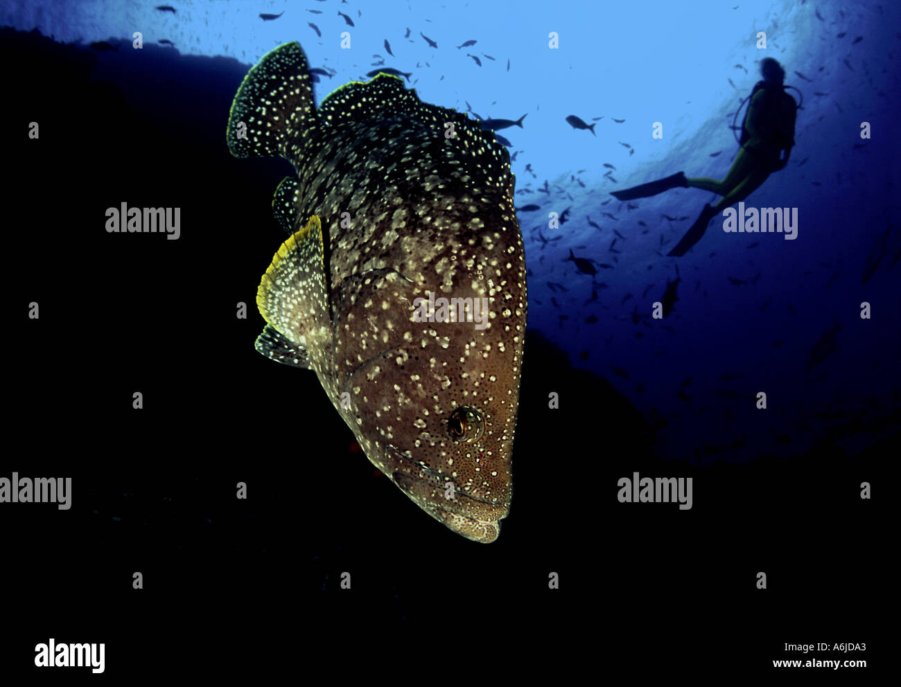 Leather bass fish hi-res stock photography and images - Alamy