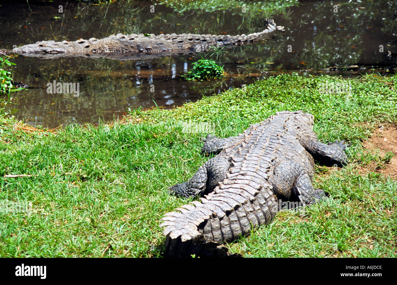 Two american crocodiles one on the bank shot from behind the tail ...