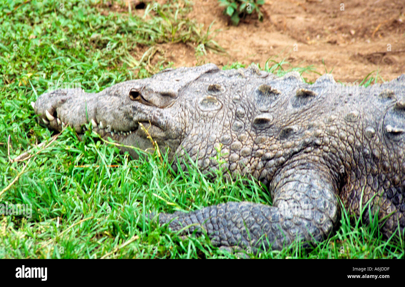 Closeup rare american crocodile in Florida lying on a riverbank Stock ...
