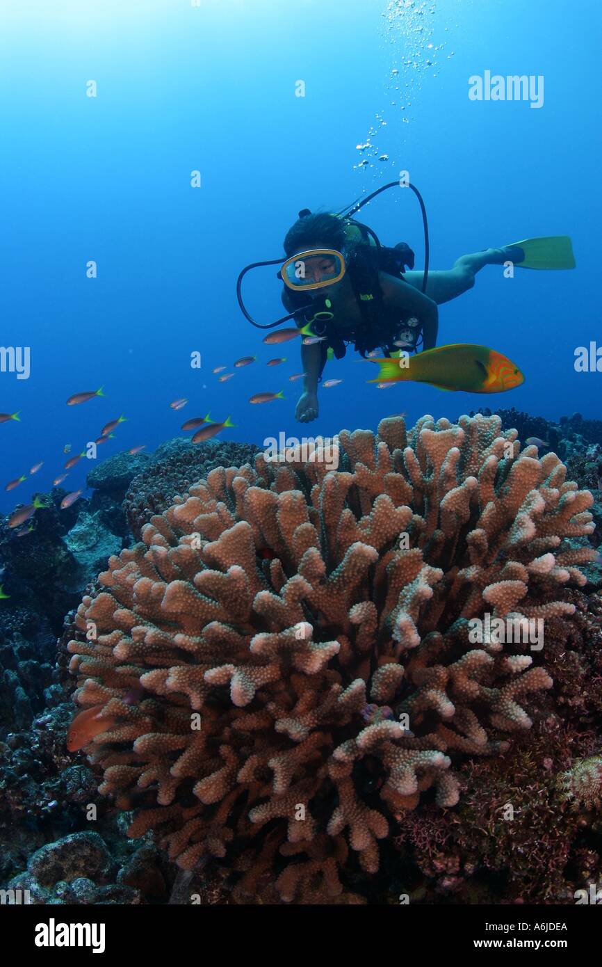 Cook wrasse hi-res stock photography and images - Alamy