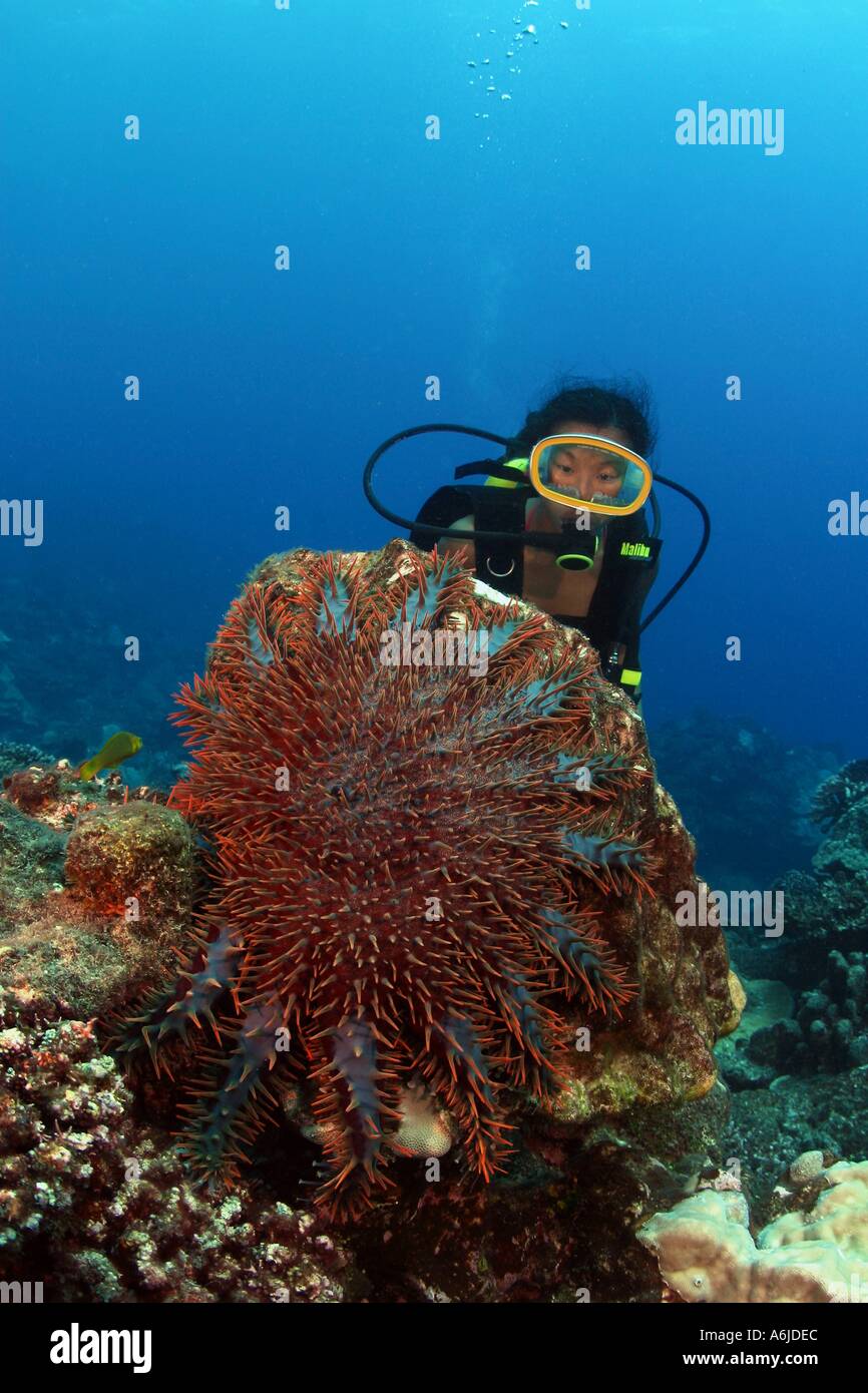 DIVER MR AND CROWN OF THORNS STARFISH THE COOK ISLANDS Stock Photo - Alamy