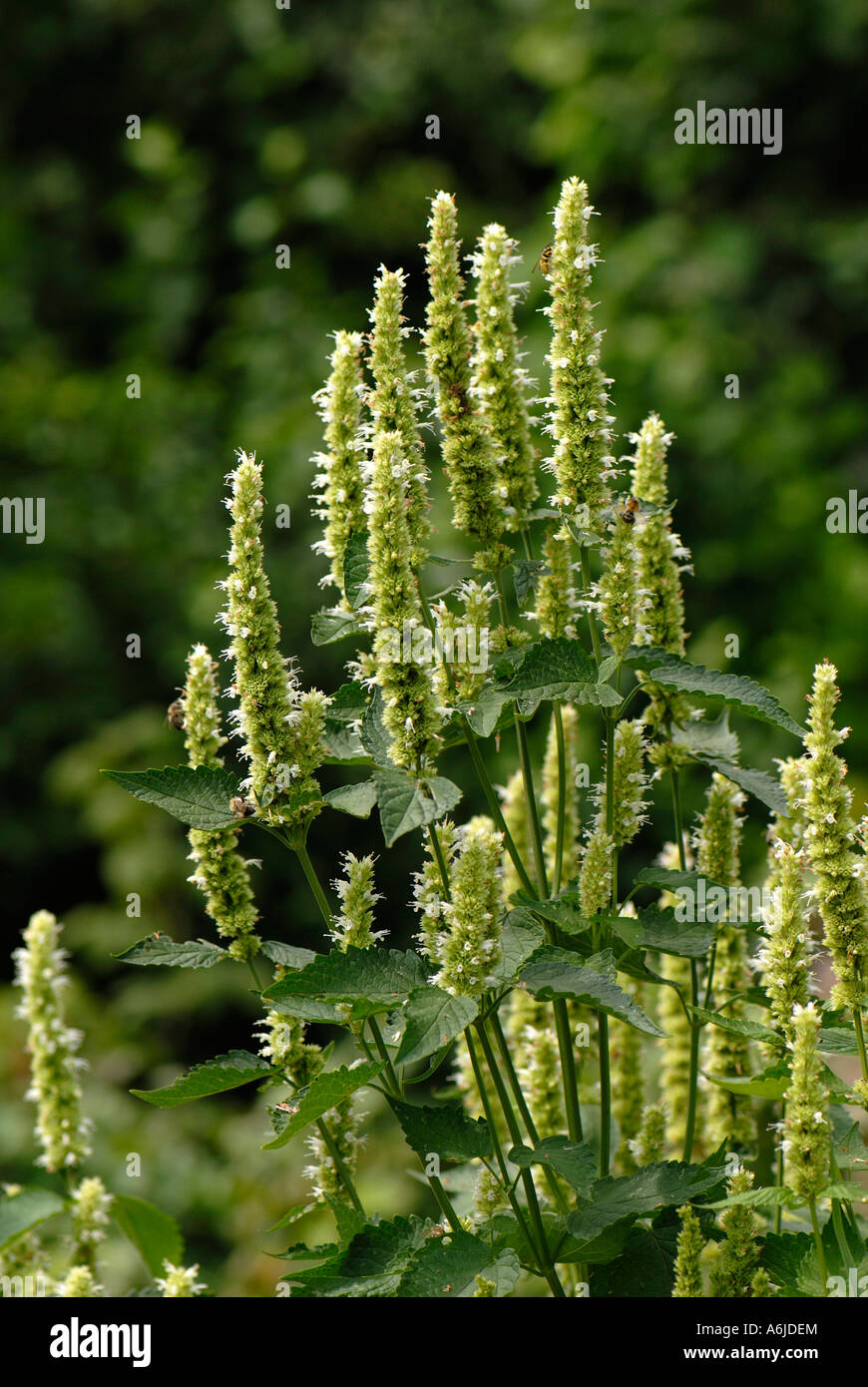 White Korean Mint (Agastache rugosa f. albiflora), variety: Alabaster ...