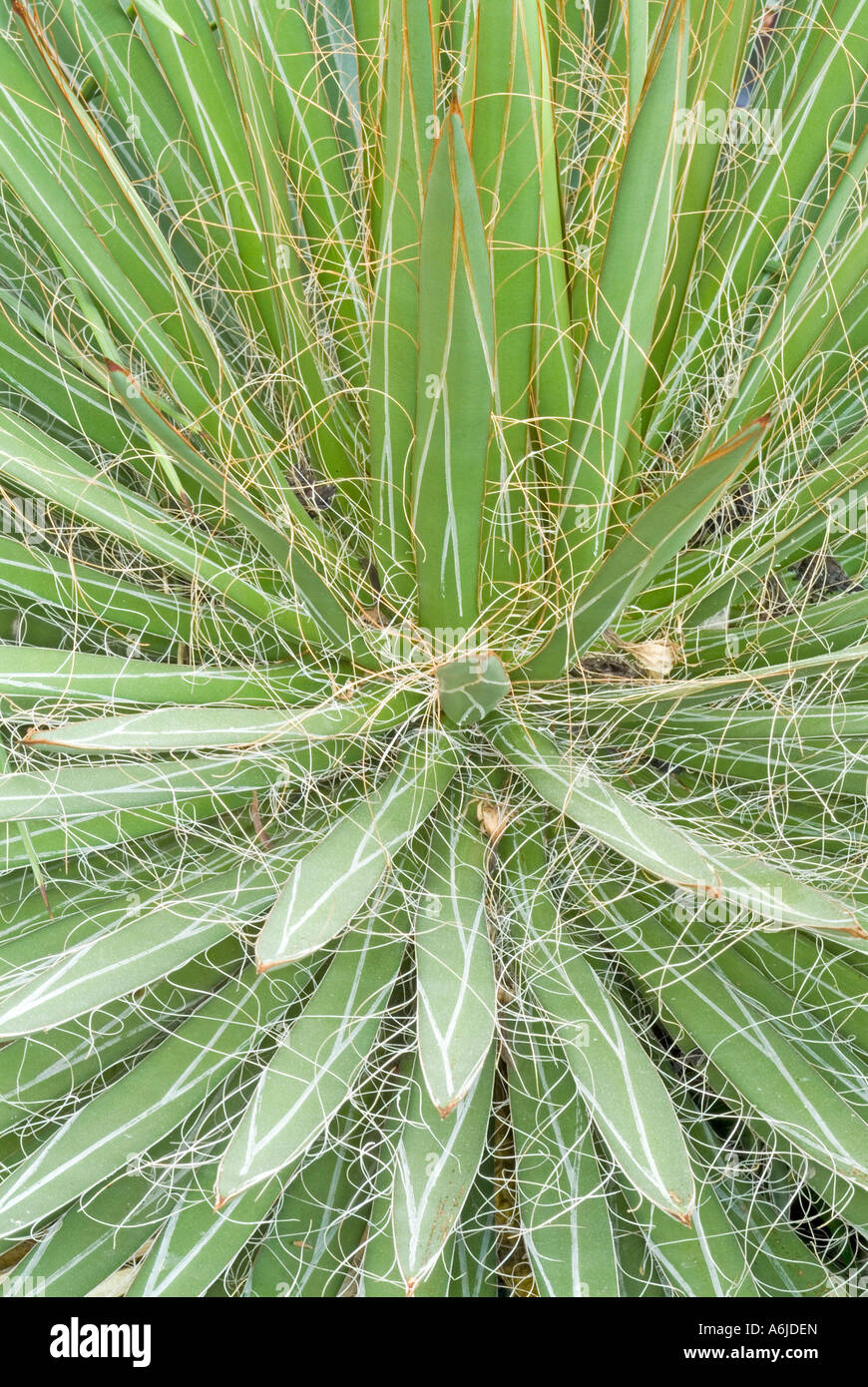 Agave filifera hi-res stock photography and images - Alamy