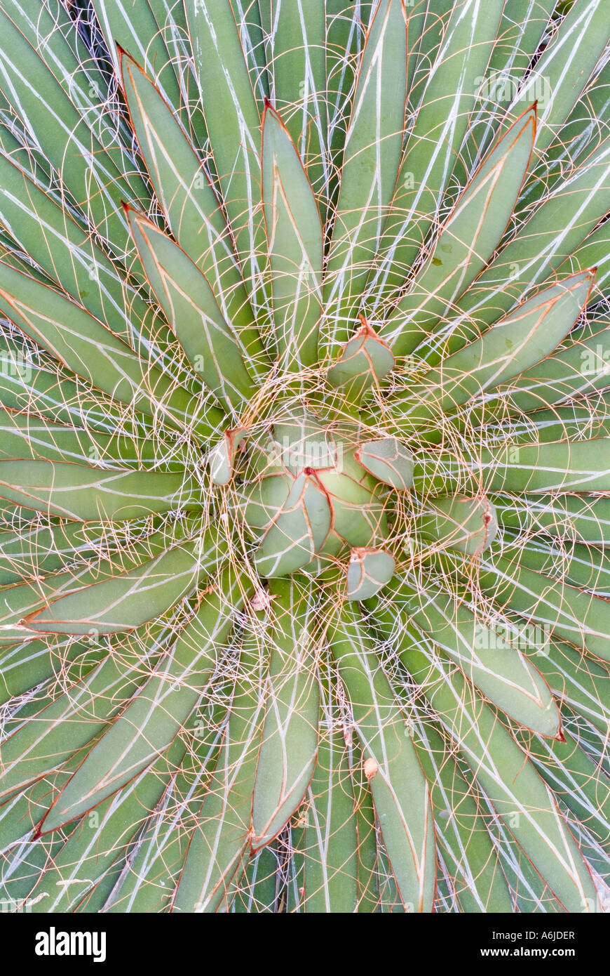 Agave filifera hi-res stock photography and images - Alamy