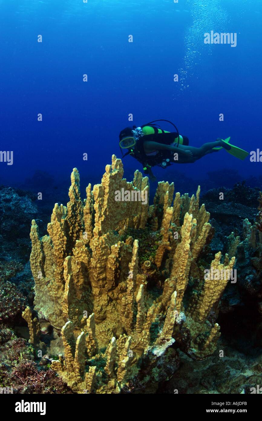 The diver MR and this large stand of fire coral Millepora sp were ...
