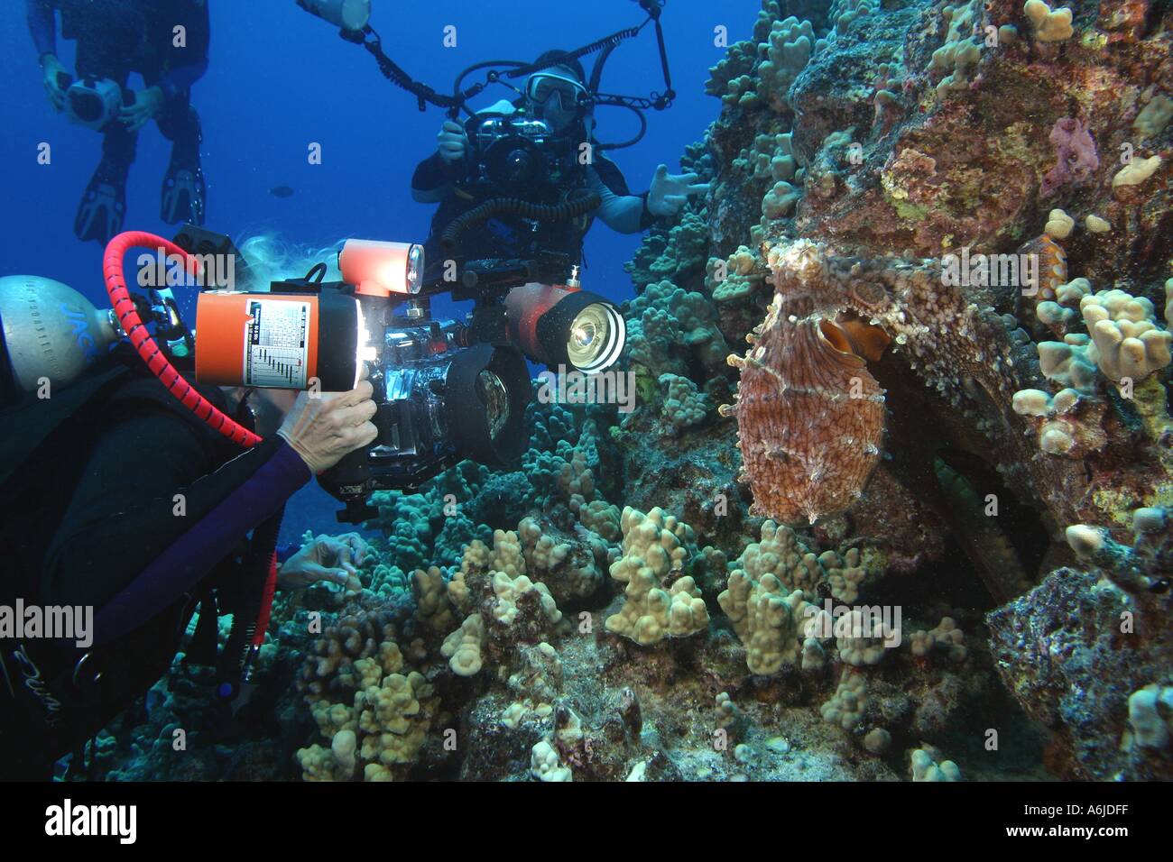 Octopus with female diver hi-res stock photography and images - Alamy